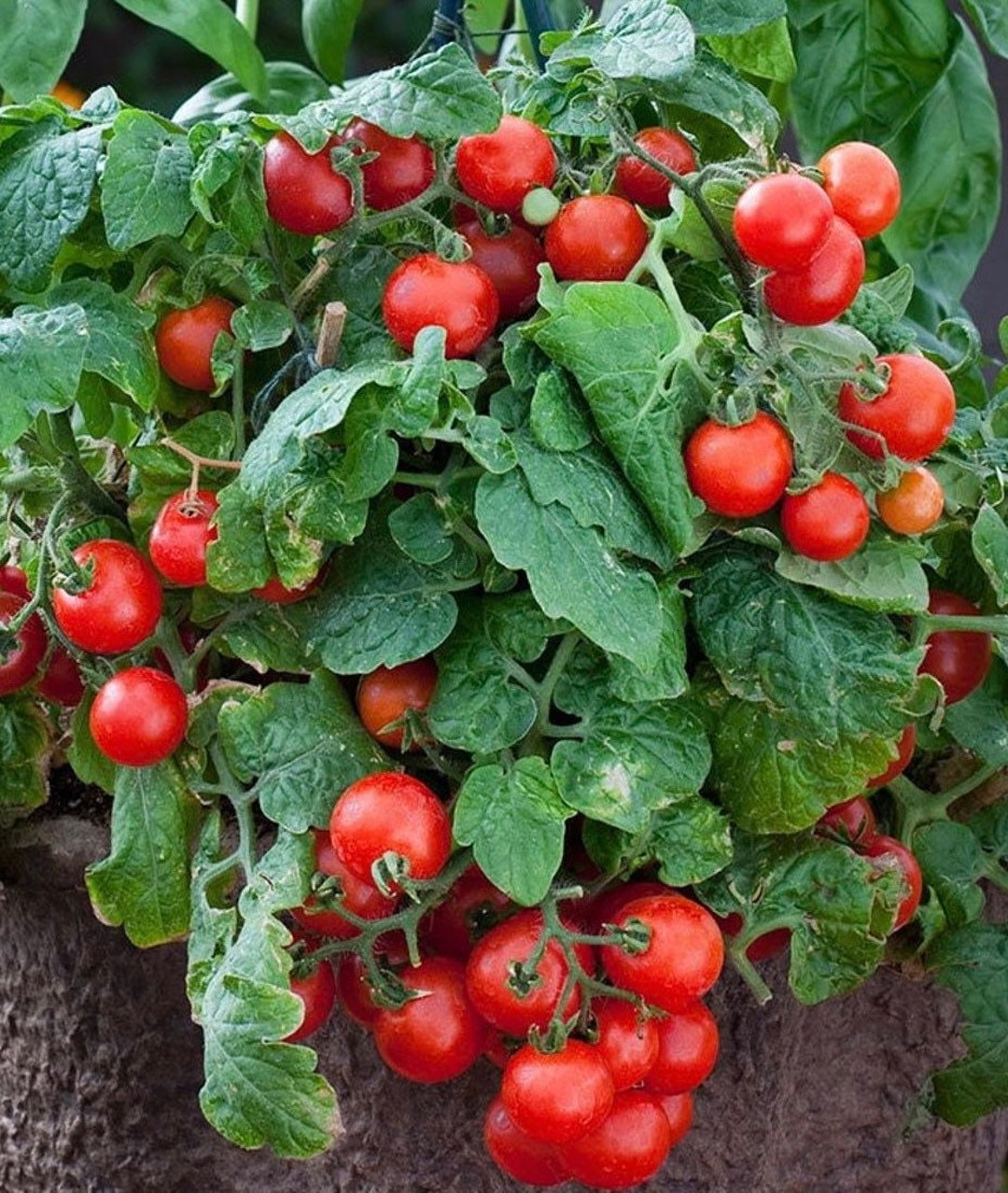 Red Robin. 15 Micro Plant Tomato Seeds for the Garden. Pot Plant ...