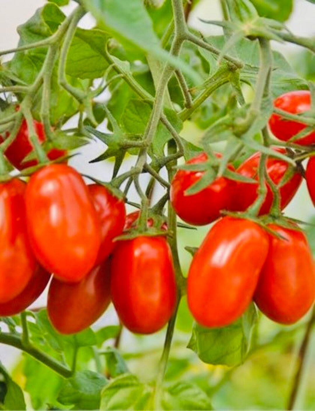 Roma Napoli Tomato. 15 Vegetable and Vegetable Plant Seeds for the ...