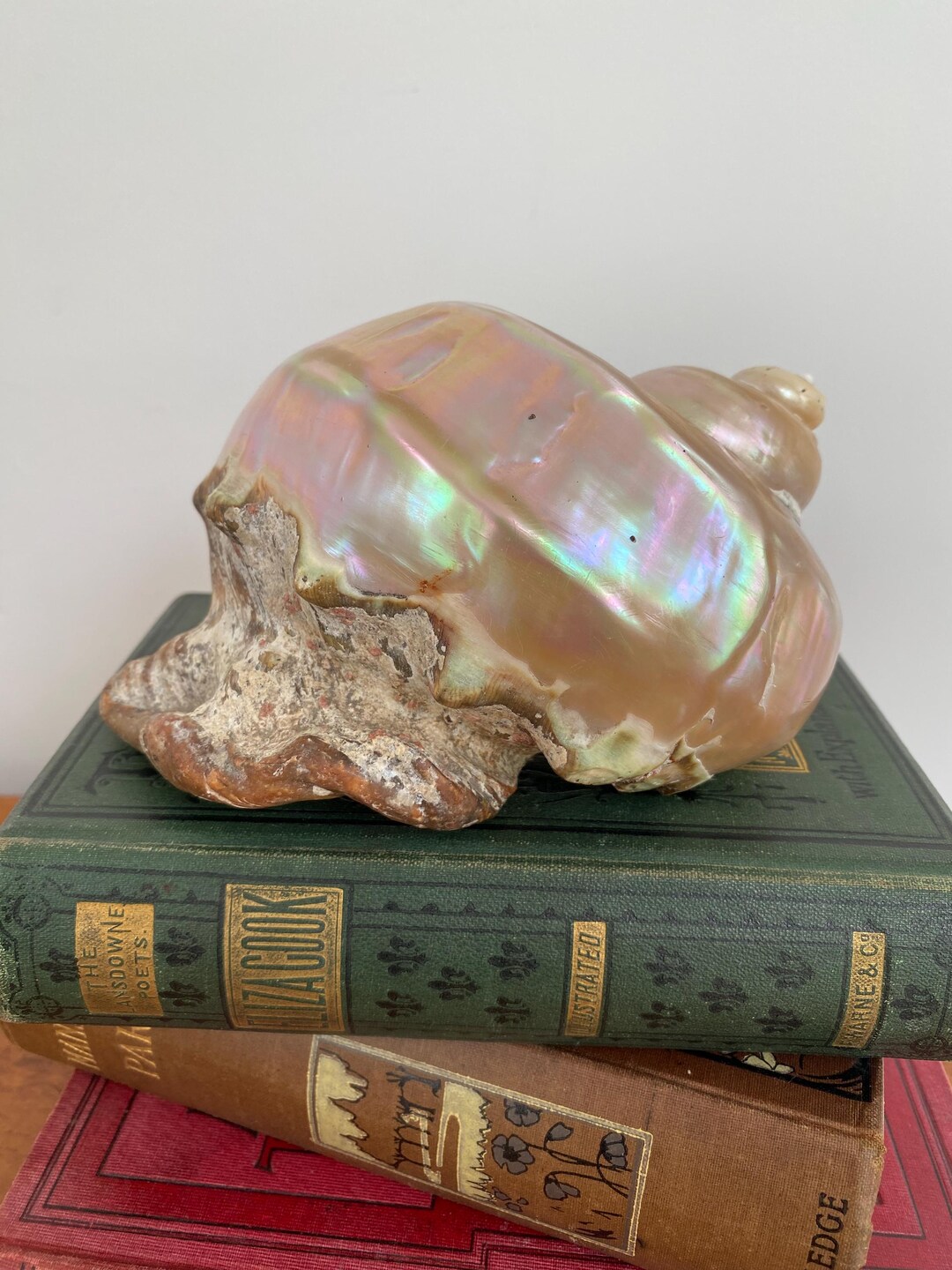 Vintage Turbo Marmoratus Shell Turban Sea Shell Rare Marked La Rochelle ...