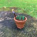 Miniature Pansy Sprouts in Terra Cotta Pot -one Inch Scale -fairy ...