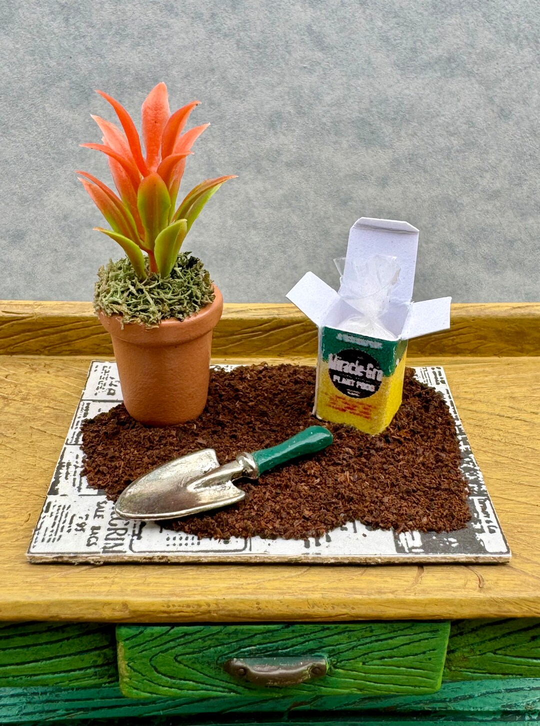 Miniature Tropical Plant Planting Set - Terrarium - Fairy Garden ...