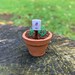 Miniature Pansy Sprouts in Terra Cotta Pot -one Inch Scale -fairy ...