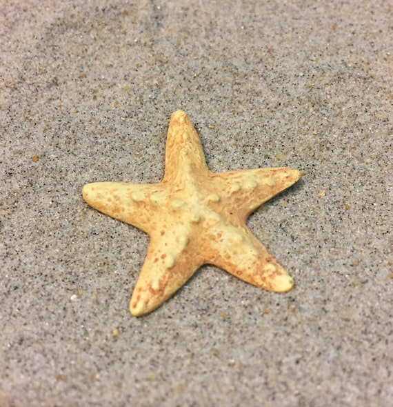 Miniature Large Starfish One Included Miniature Beach | Etsy