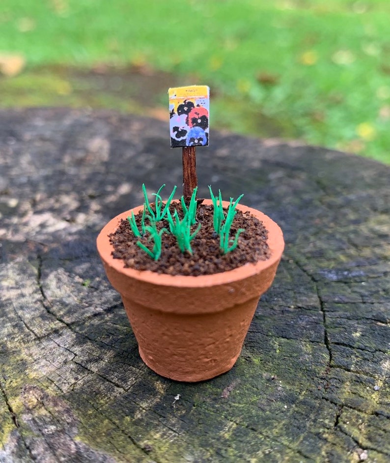 Miniature Pansy Sprouts in Terra Cotta Pot -one Inch Scale -fairy ...
