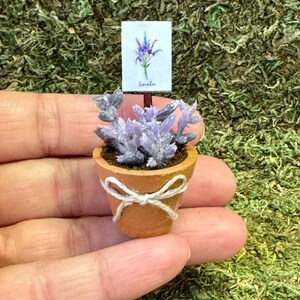 Miniature Pot of Lavender With Seed Packet - Miniature Flowers ...