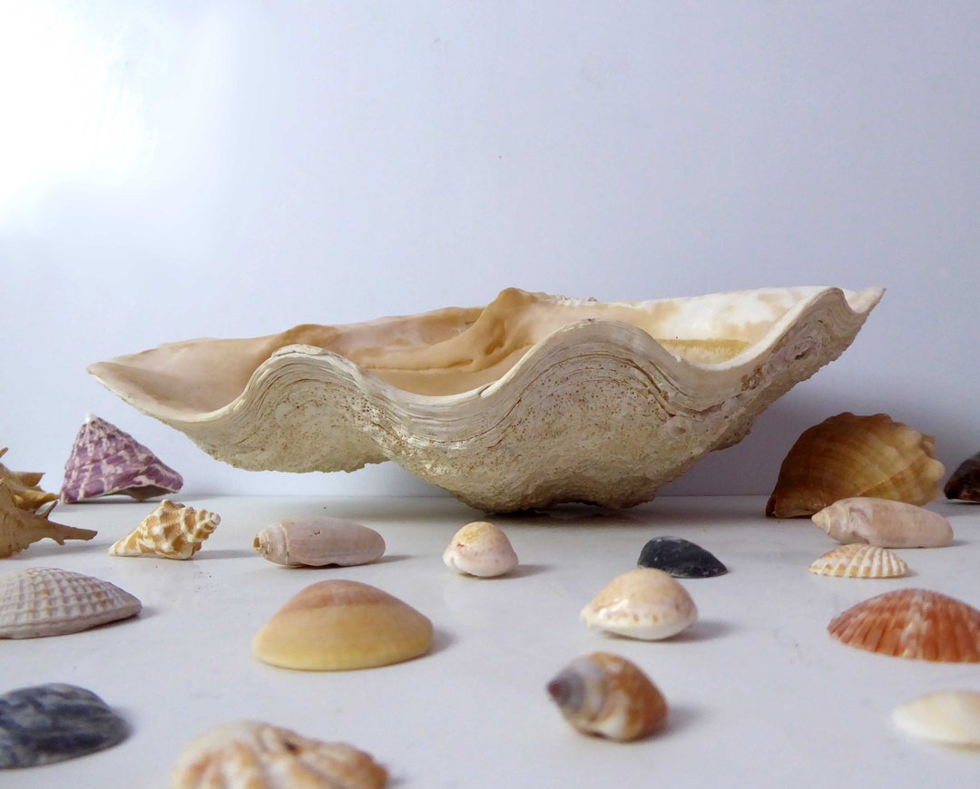 Sculptural Clam | Organic Giant Clam Shell | Large Vintage Seashells ...
