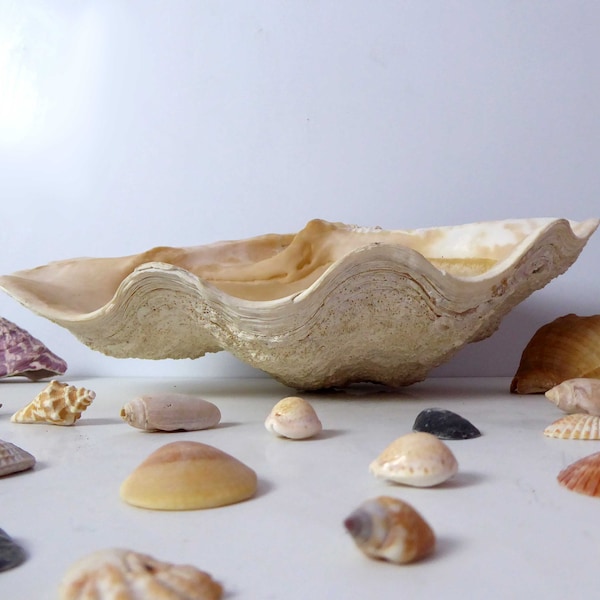 Ceramic Clam Shell - Etsy Australia