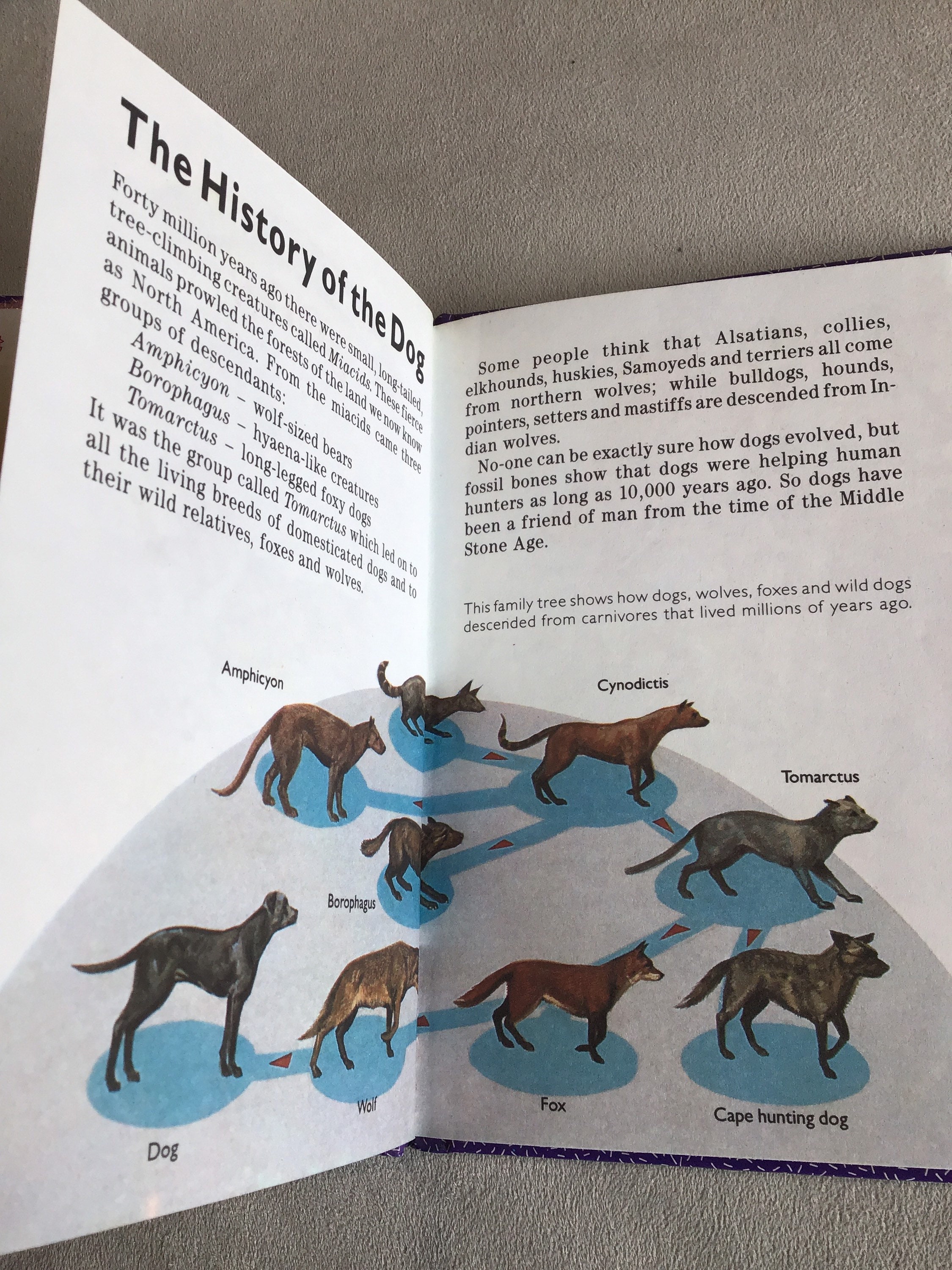 Cynodictis Evolution