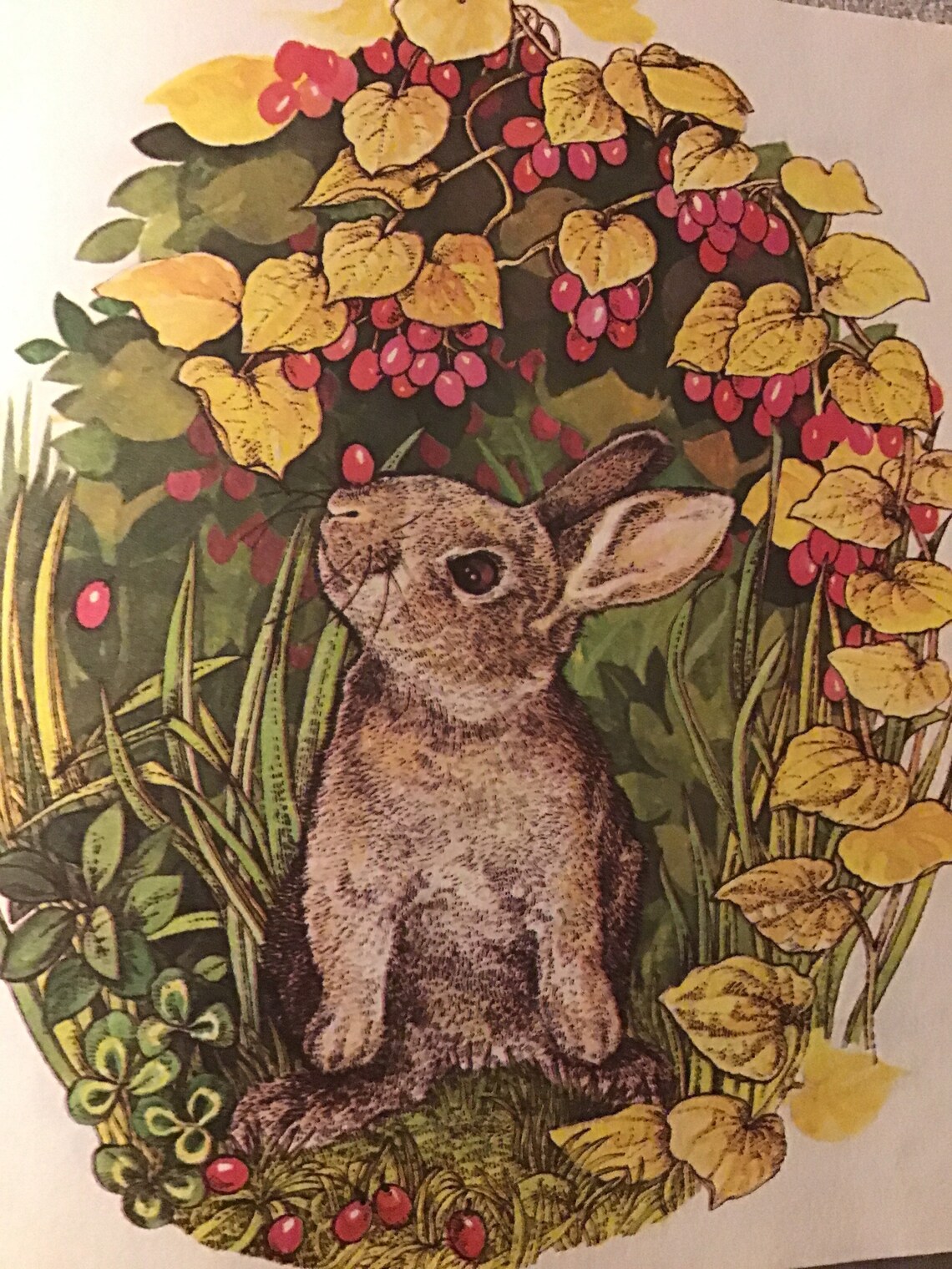 1970s the Foolish Rabbit Written by Terence Kelshaw - Etsy