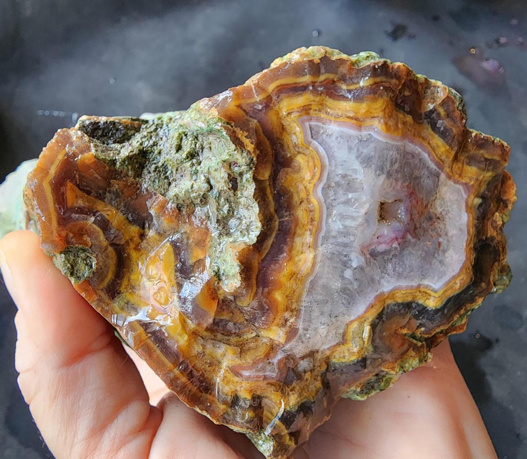 Rare Limb Cast, Agatized Wood, Petrified Wood, Lapidary Rough; 3.5 Lbs ...