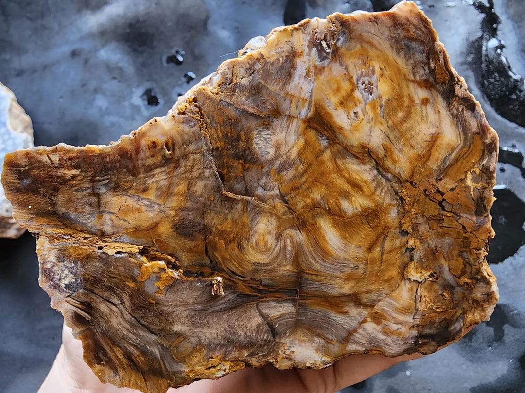 Petrified Wood, Opalized Wood, Fossil Tree, 2.3 Lbs - Etsy