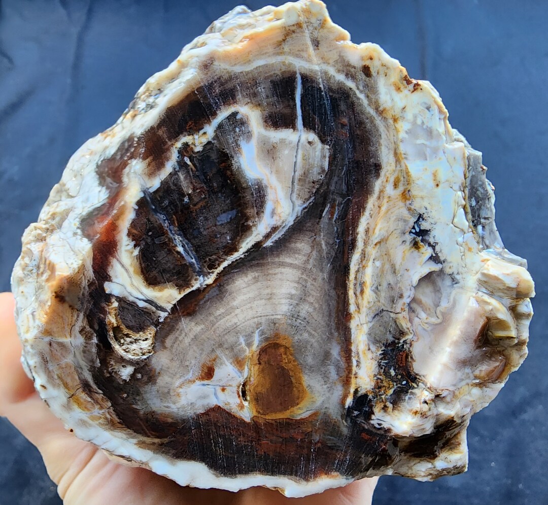 Petrified Wood Log, Petrified Wood Slab, Fossil Rock, Home Gift ...