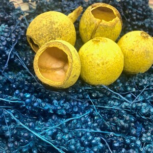 Four 4 Cups Blue Dried Milo Berries Interesting Dark Blue Natural Craft ...