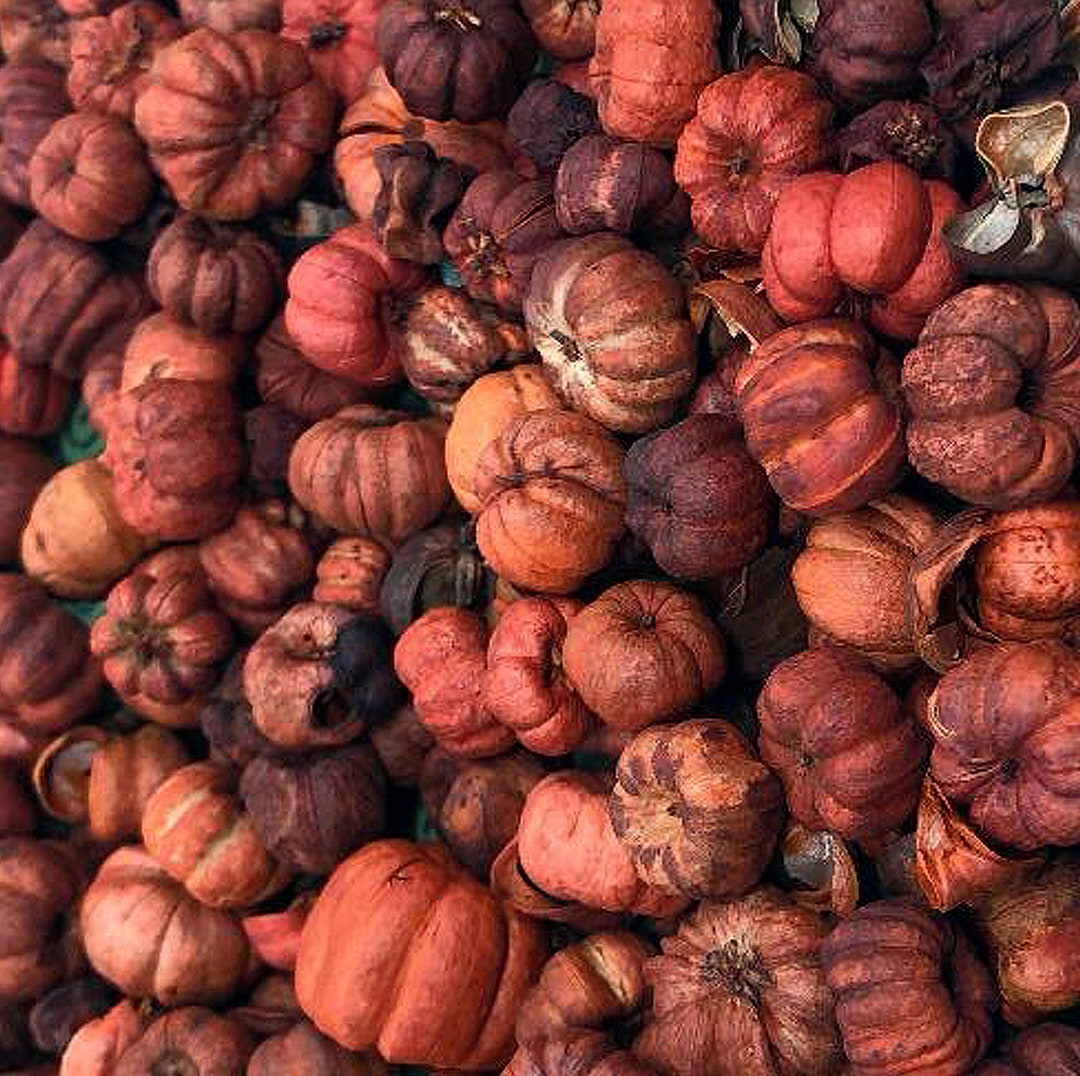 Orange Red Putka Pods Bowl Base Filler Crafts Tiny Interesting Color ...