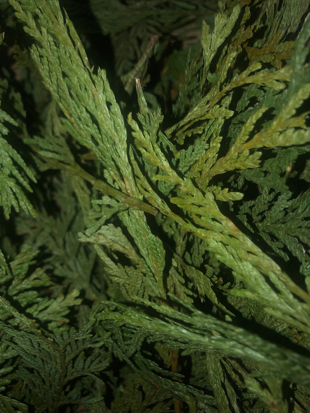 Dried Green Natural Cedar Tips Bowl Plate Filler Craft Supply Decor 4 ...