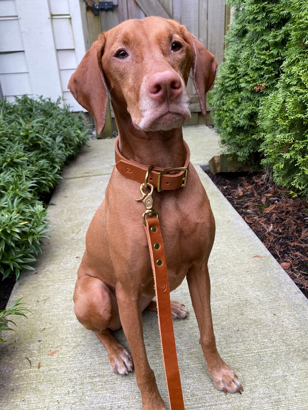 The Pack Leader Leather Dog Leash, Full Grain, Swivel, Trigger Snap - Etsy