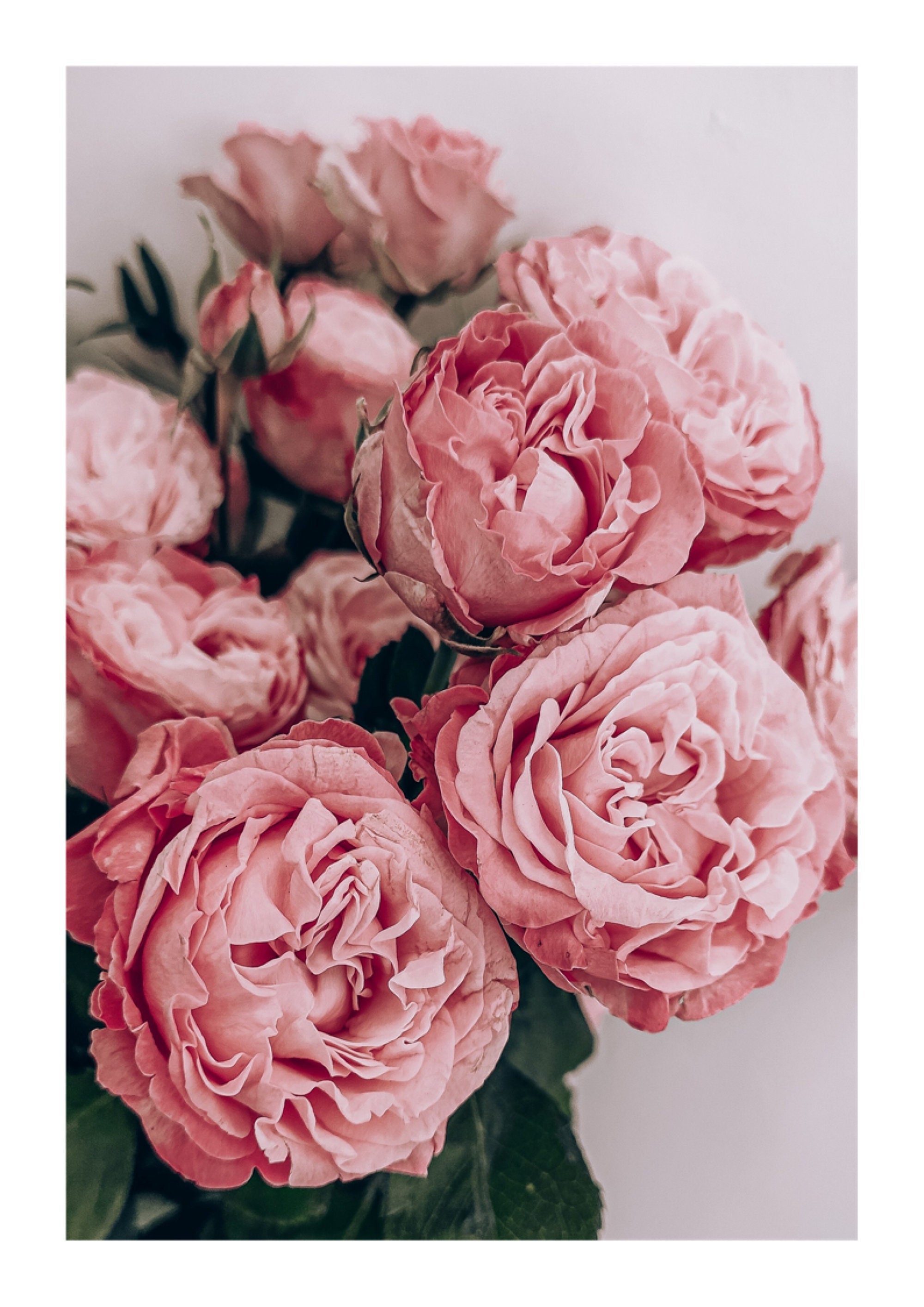 Pink Roses Flower Poster Print Art. Flower Botanical Garden High Res ...