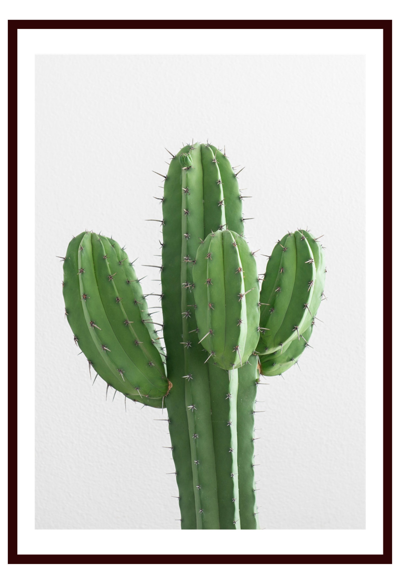 Cactus Prints Set of 3 Botanical Posters. Plant Leaf Picture - Etsy UK