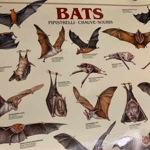 Bats-pipistrelli-chauve-souris From All Over, Huge 27.5x39, Laminated ...