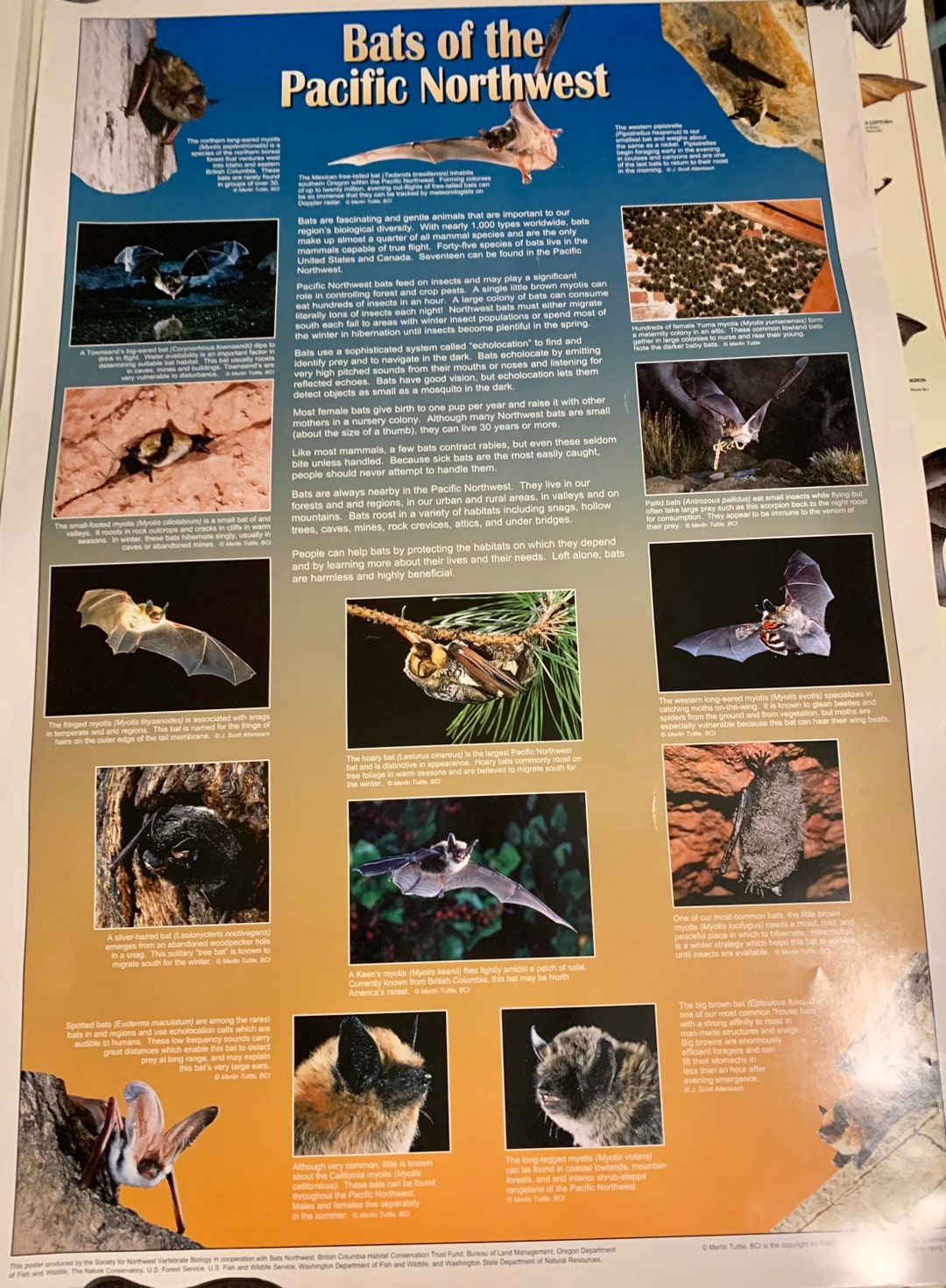 Bats of the Pacific Northwest Poster/print Published by Merlin - Etsy