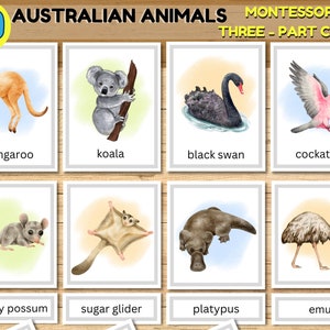 Australian Animals 3 Part Cards Toddler Preschool Activity, Australia ...