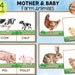 Farm Animal Mother and Baby Matching Cards, Farm Flashcards, Farm ...