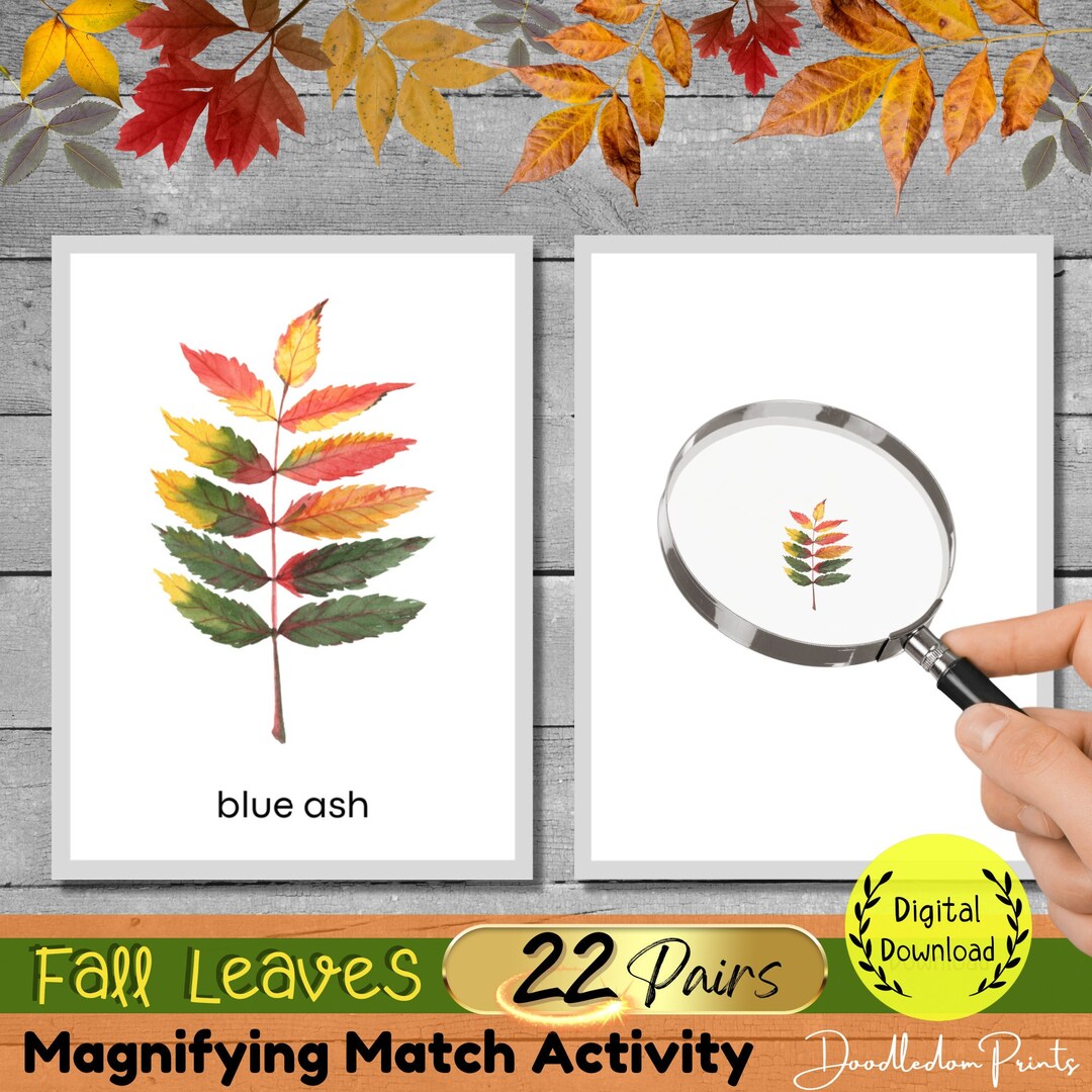 Autumn Leaves Magnifying Match Activity, Fall Theme Montessori ...