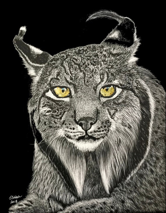 Iberian Lynx Diagram BBC One Seven Worlds, One Planet A Lifeline