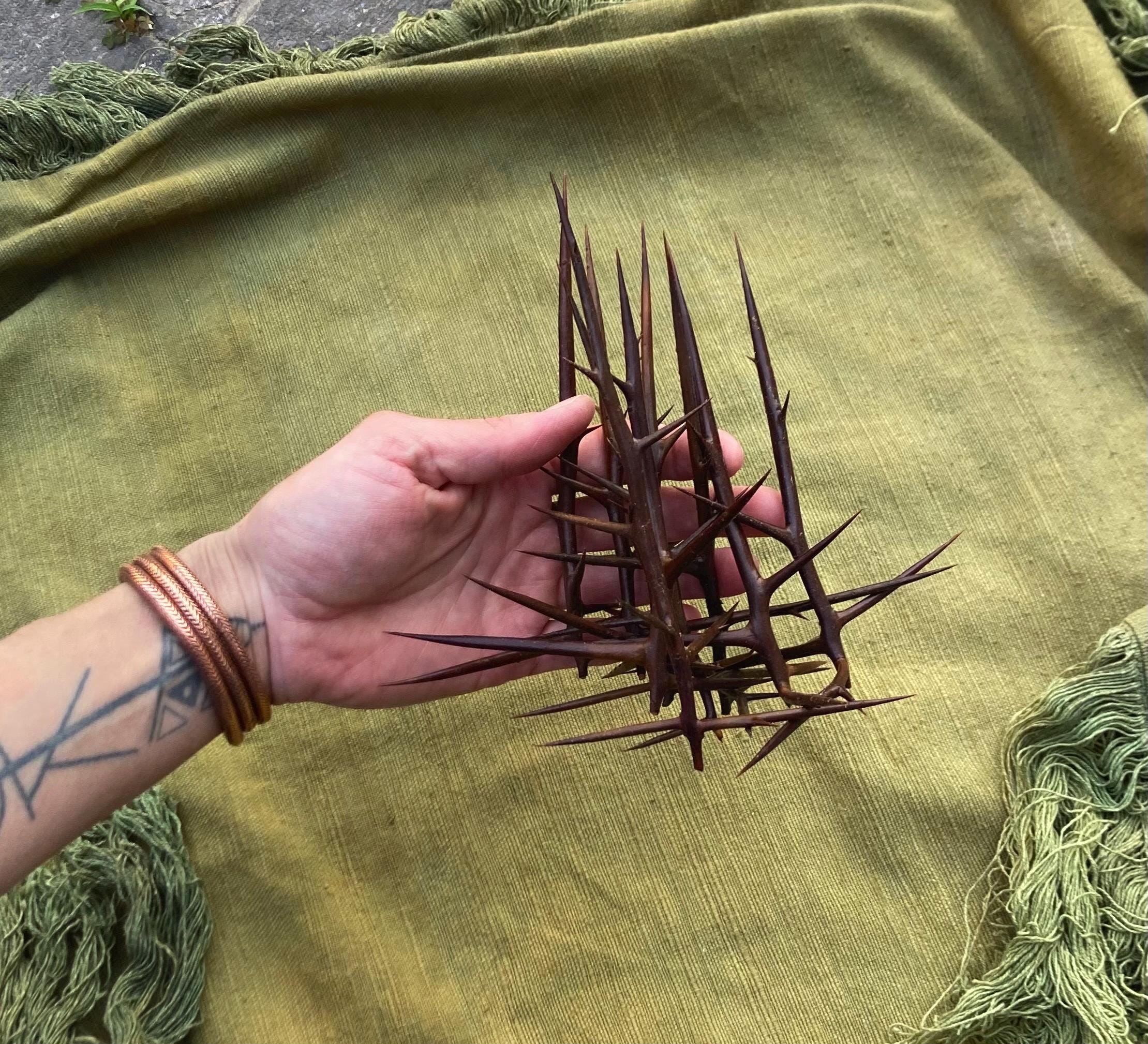 Acacia Thorns- 5.5”/6” Inch Set of 9- Honey Locust- Pointy Sticks ...