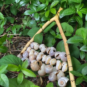 Snail Shaker- Shell Rattle- Rattle Maraca- Music Instrument- Percussion ...