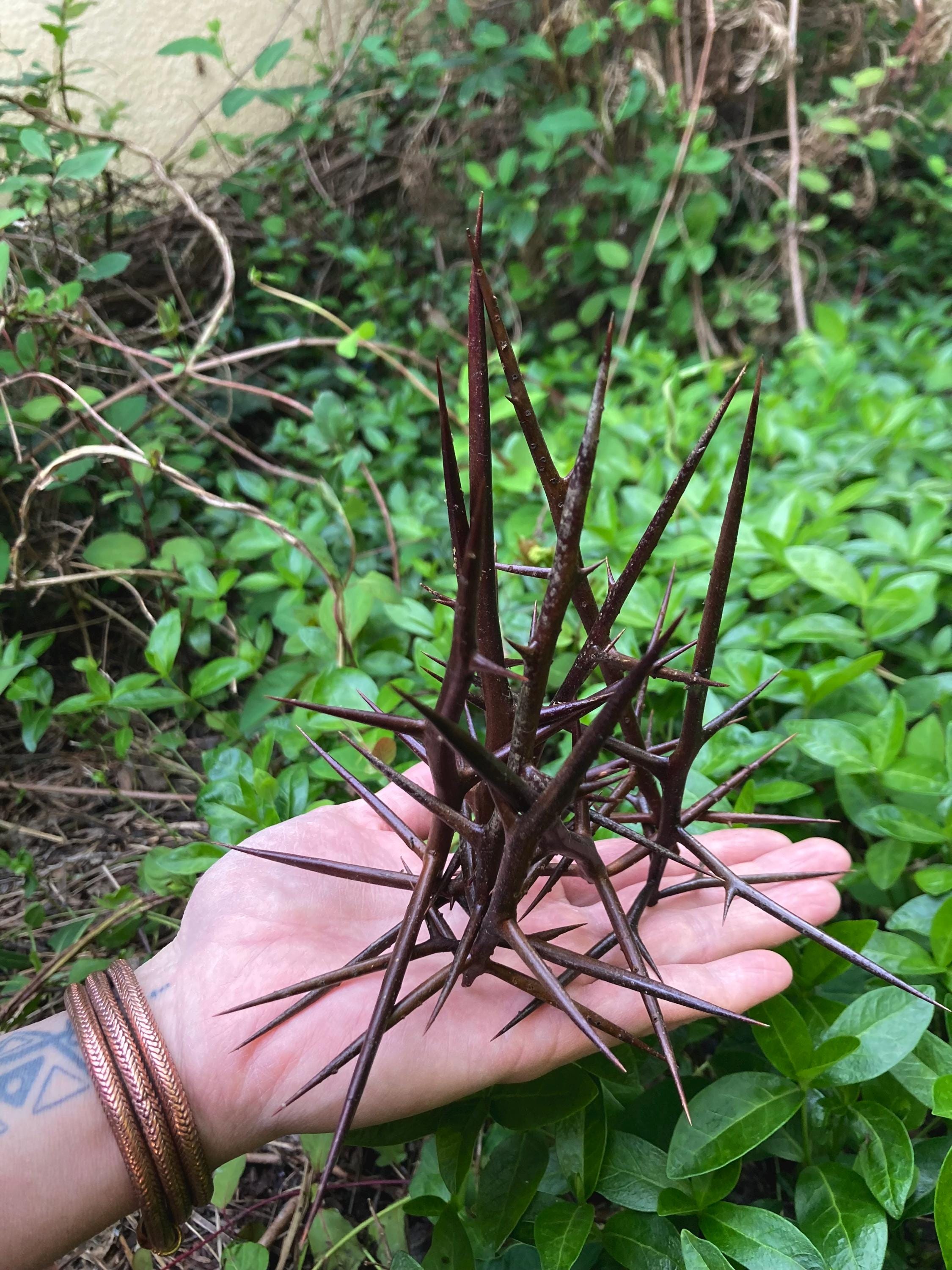 Acacia Thorns- 5.5”/6” Inch Set of 9- Honey Locust- Pointy Sticks ...