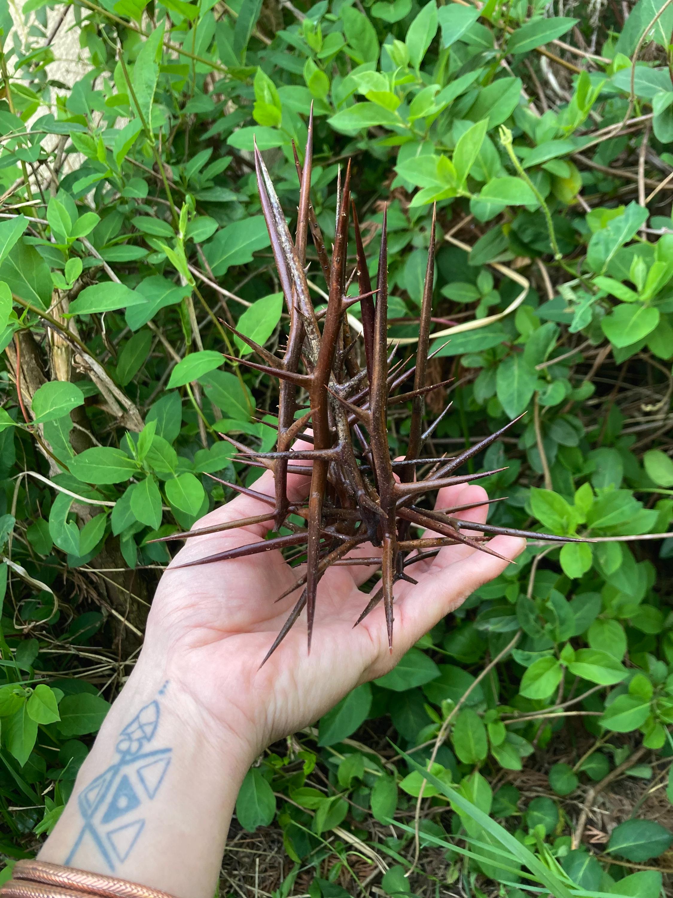 Acacia Thorns- 5.5”/6” Inch Set of 9- Honey Locust- Pointy Sticks ...