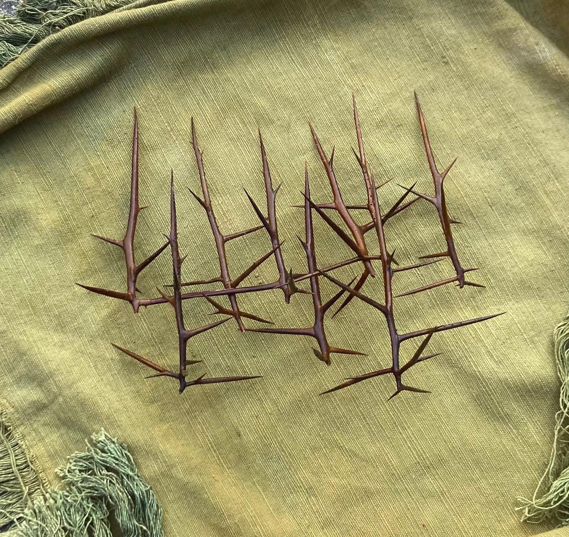 Acacia Thorns- 5.5”/6” Inch Set of 9- Honey Locust- Pointy Sticks ...