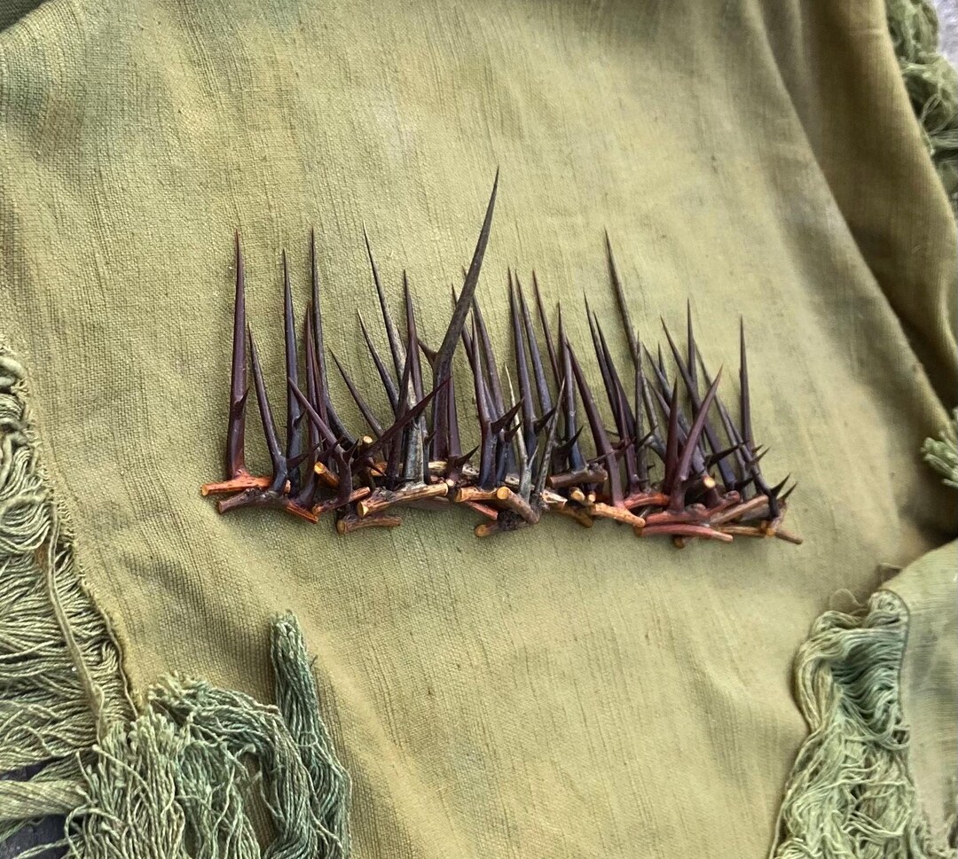 Acacia Thorns- 3”/4” Inch Set of 50- Honey Locust- Pointy Sticks ...