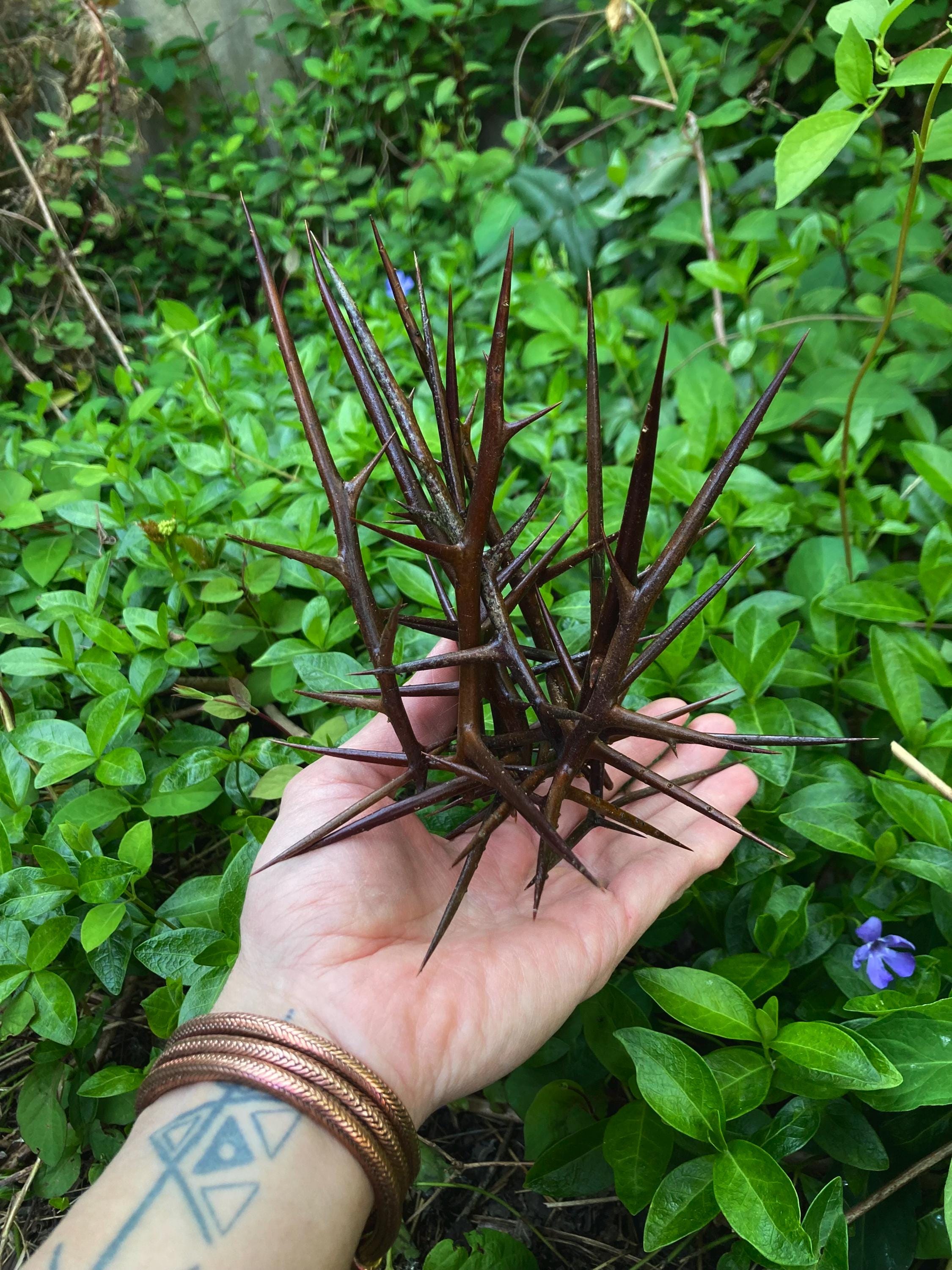 Acacia Thorns- 5.5”/6” Inch Set of 9- Honey Locust- Pointy Sticks ...