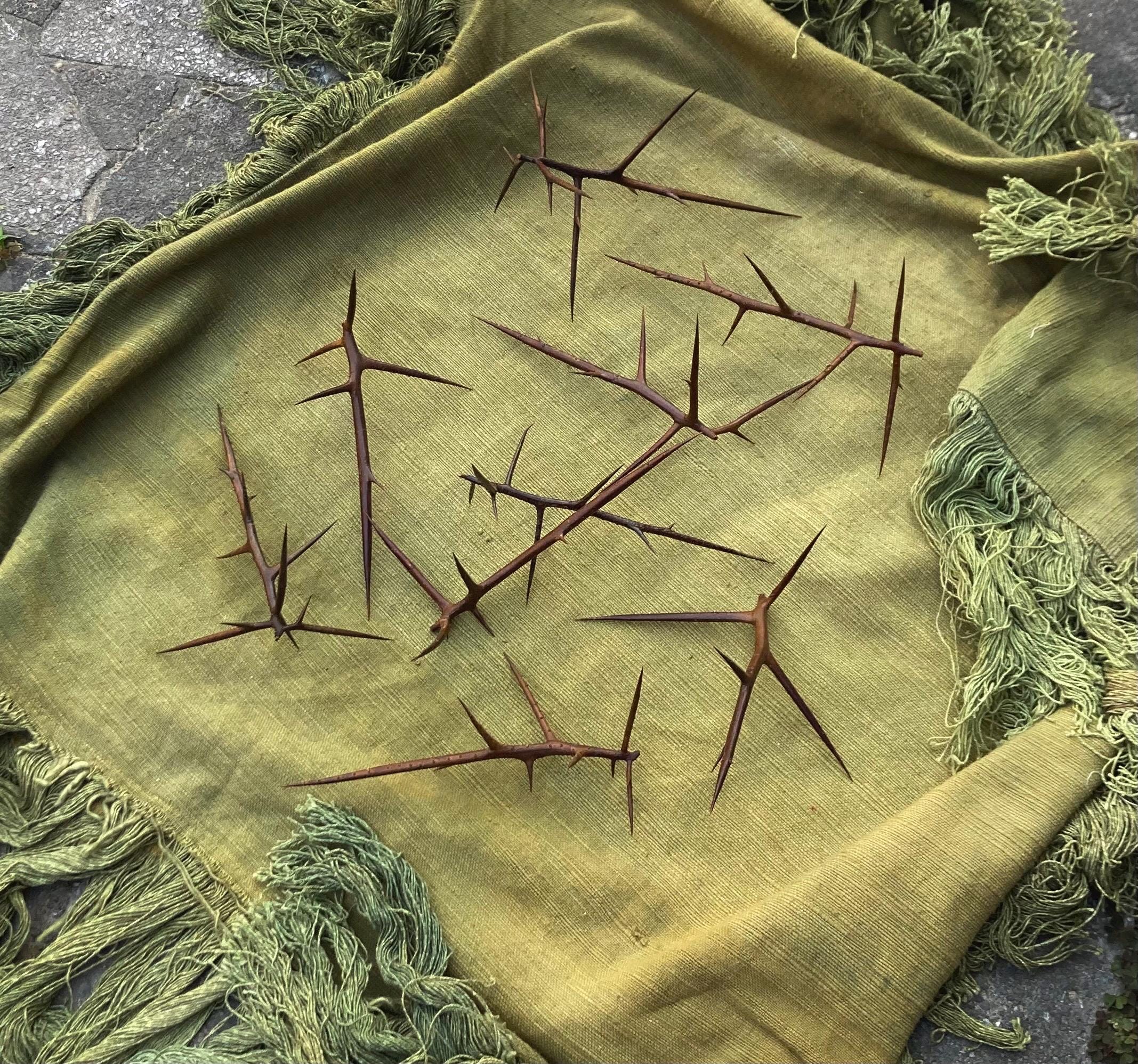 Acacia Thorns- 5.5”/6” Inch Set of 9- Honey Locust- Pointy Sticks ...