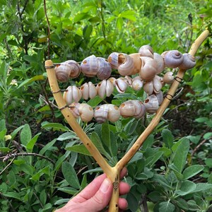 Snail Shaker- Shell Rattle- Rattle Maraca- Music Instrument- Percussion ...