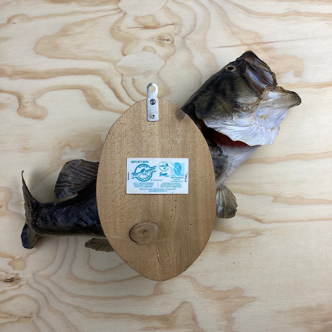 Large Mouth Bass Taxidermy Skin Mount as Is - Etsy