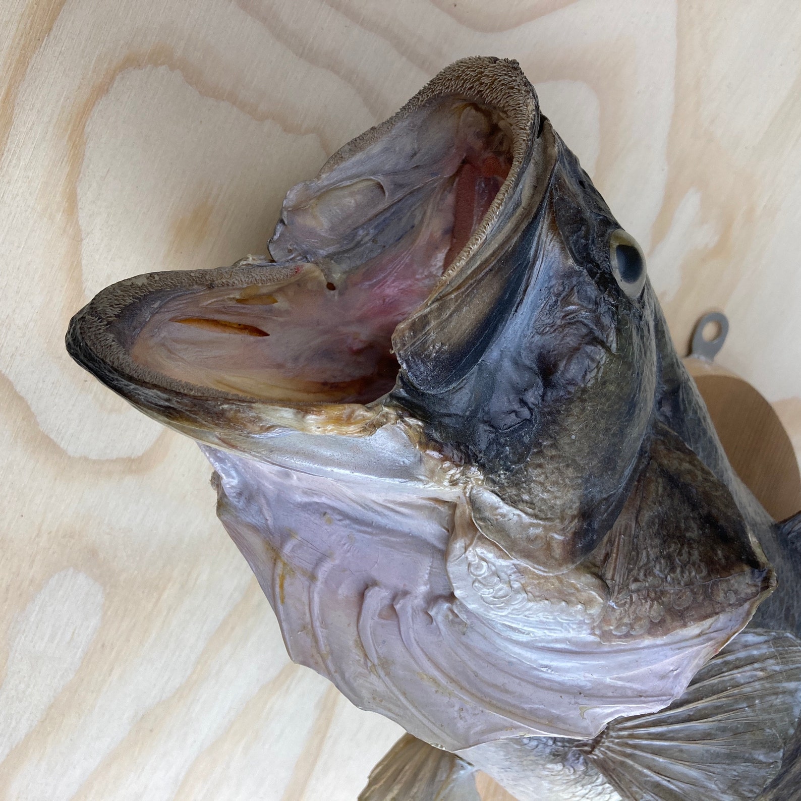 Large Mouth Bass Taxidermy Skin Mount as Is - Etsy
