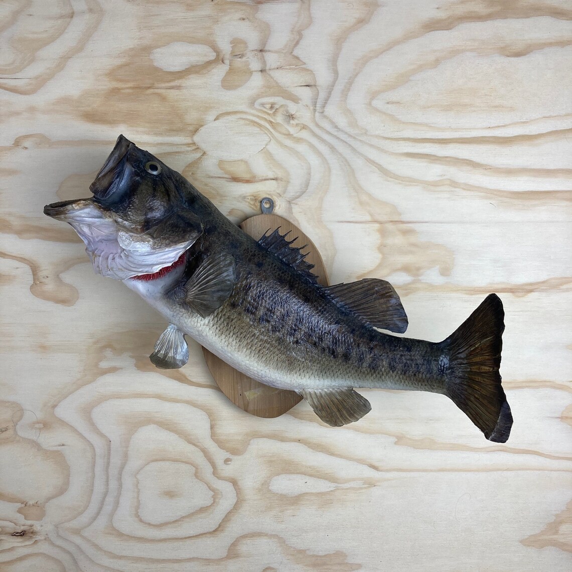 Large Mouth Bass Taxidermy Skin Mount as Is - Etsy
