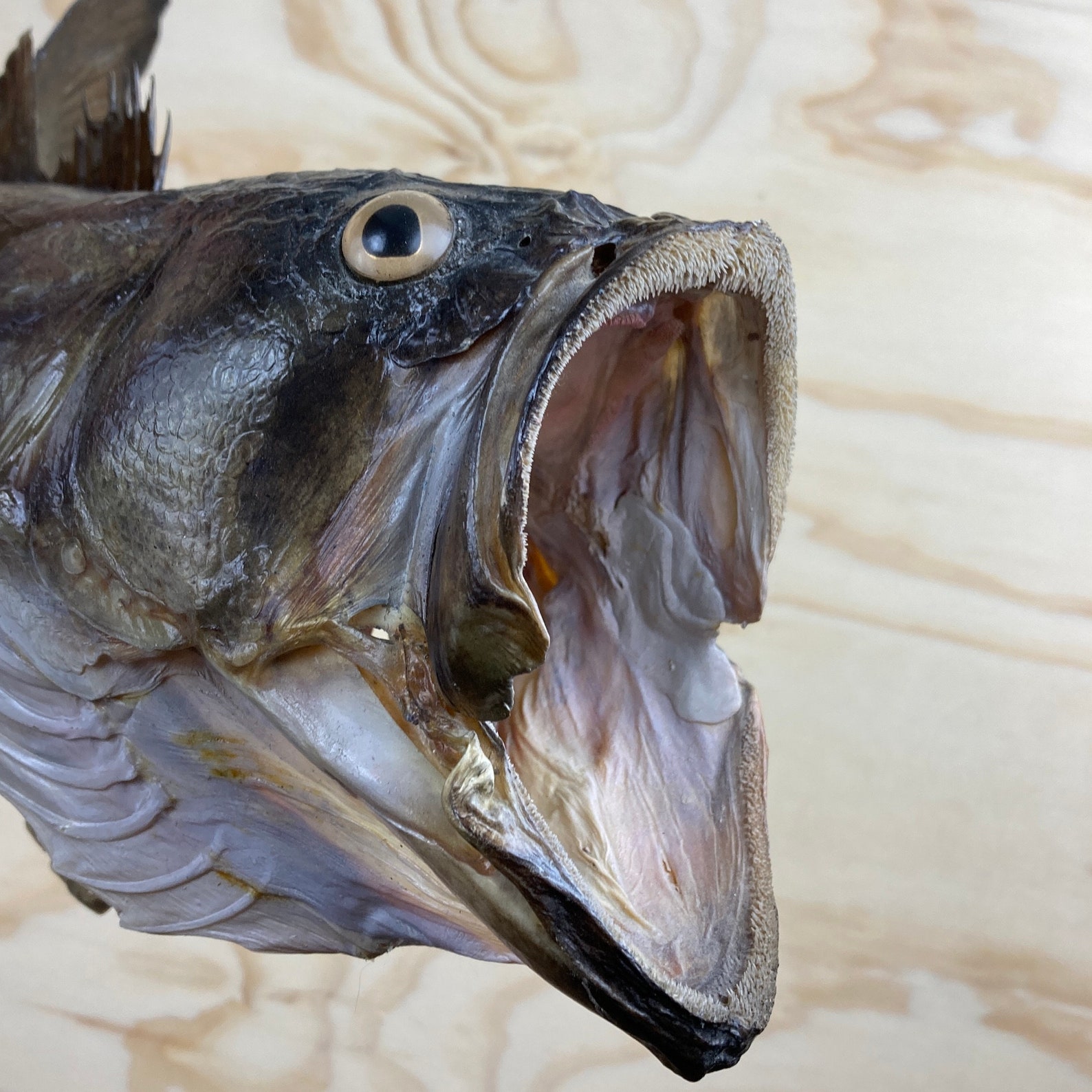 Large Mouth Bass Taxidermy Skin Mount as Is - Etsy