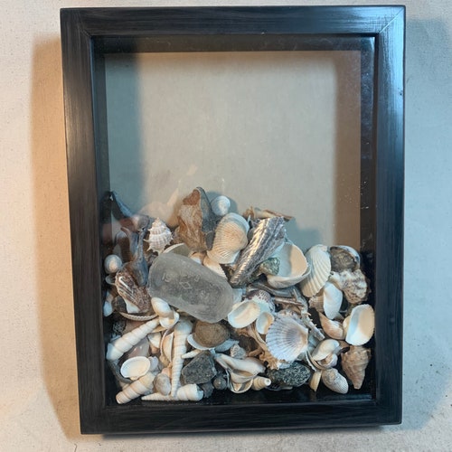 Seashell Shadow Box Seashell Collection Box Seashell Art - Etsy