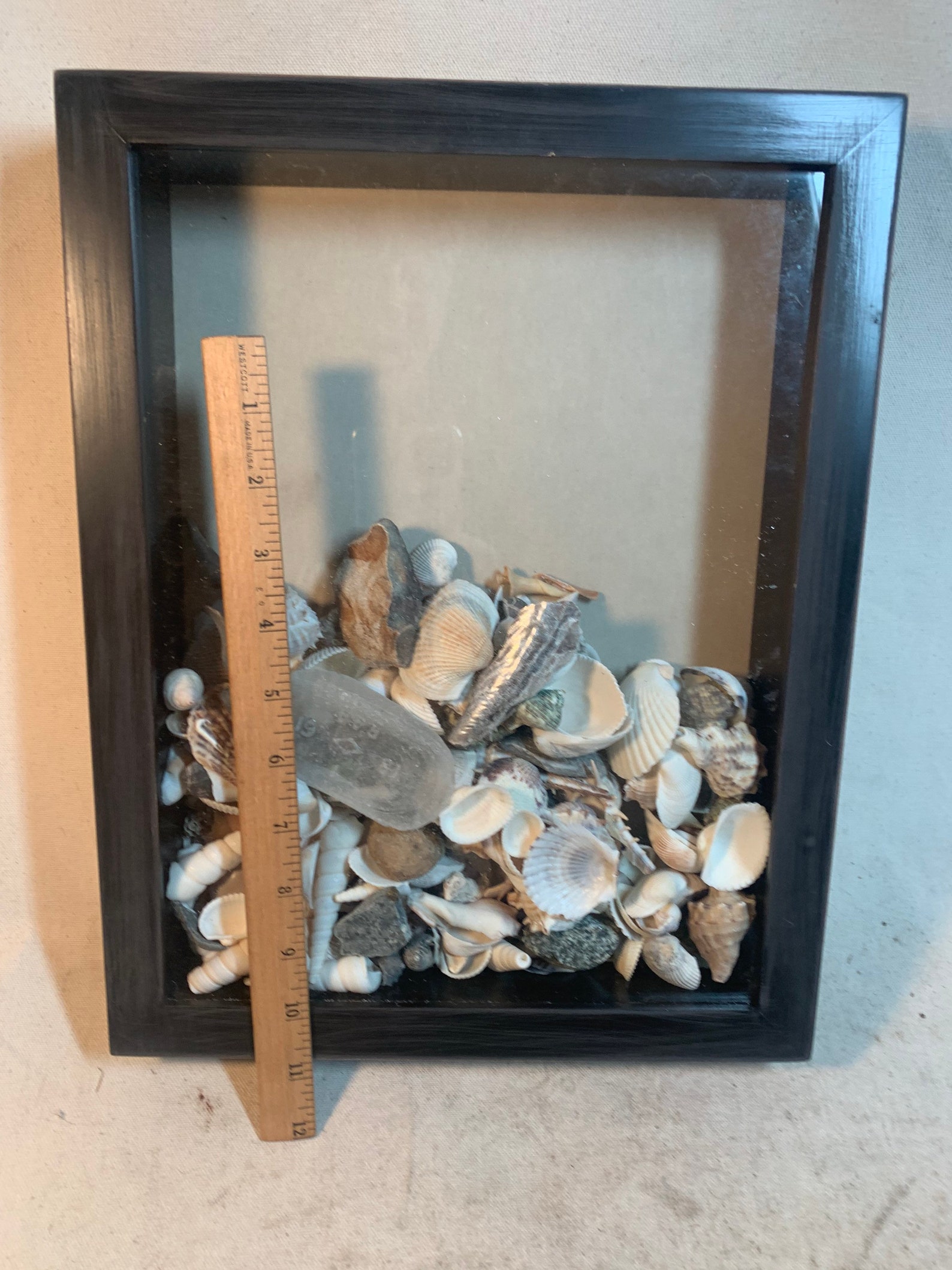 Shell Collection in Shadow Box - Etsy
