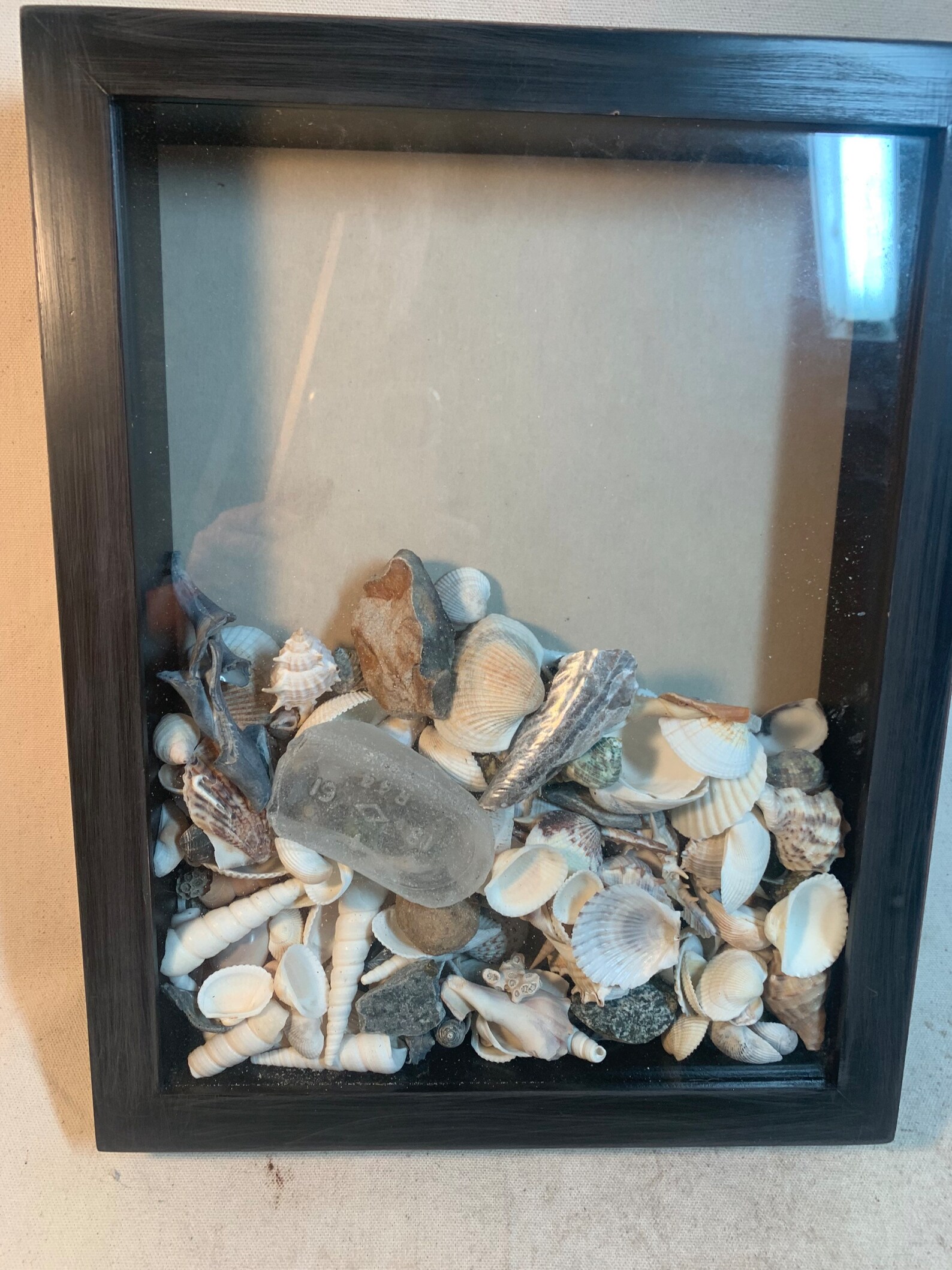 Shell Collection in Shadow Box - Etsy