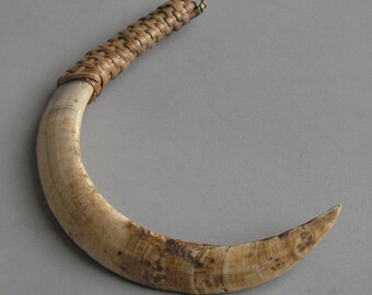 Wild boar tusk | Etsy