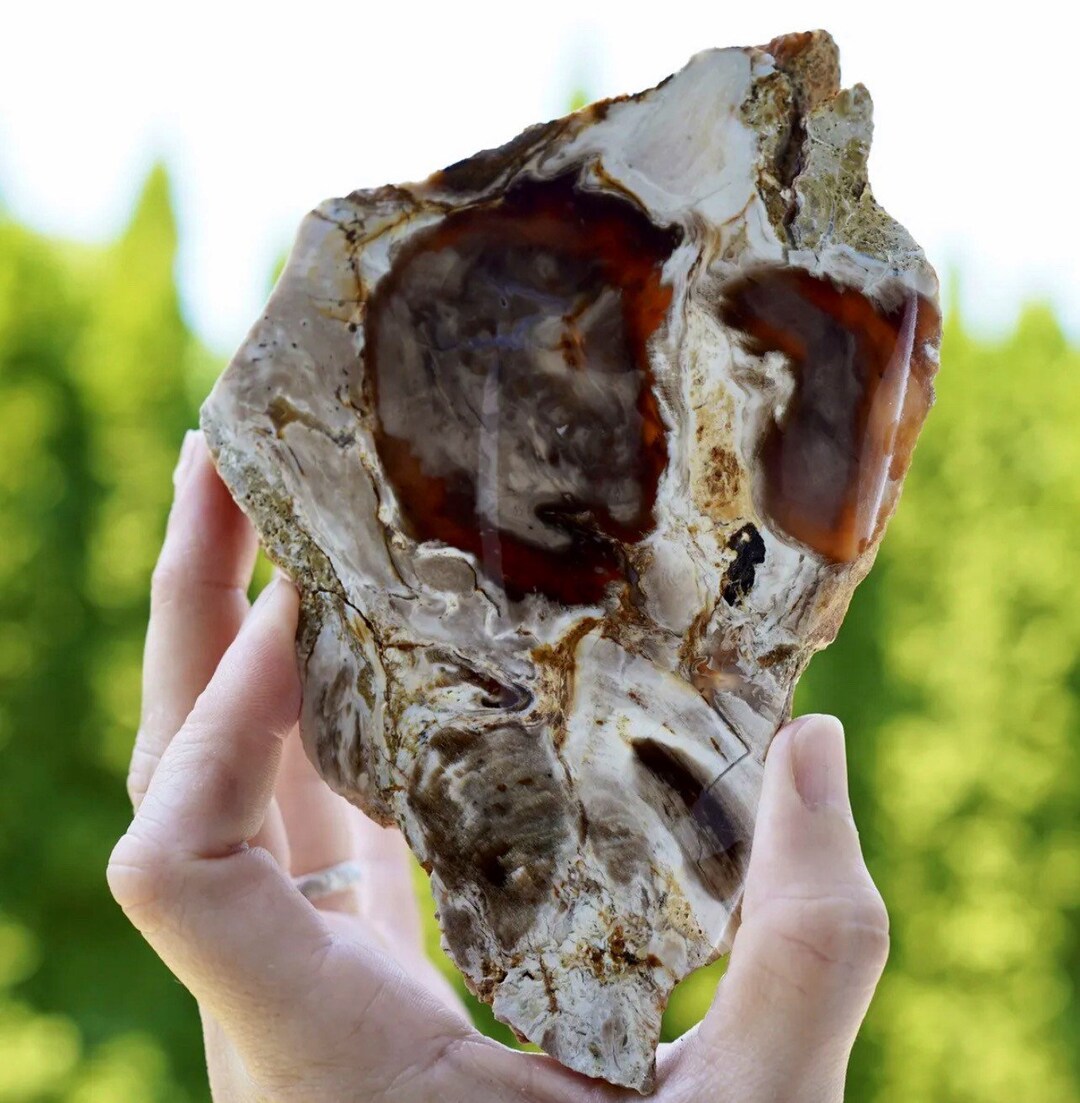 Raw Petrified Wood Slice | Mineral Slab | Stones and Rocks for Cabbing ...