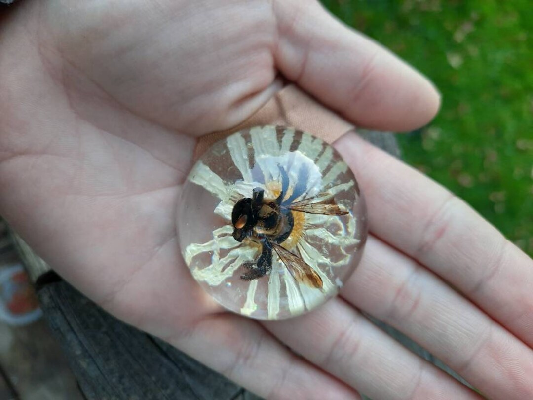Real Cruelty Free Carpenter Bee and Daisy Paperweight, Nick Knack ...