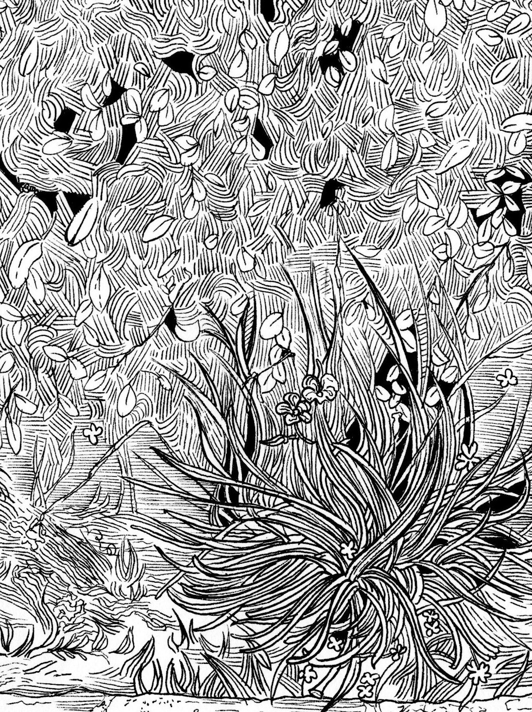 Garden Pen and Ink Art Print - Etsy