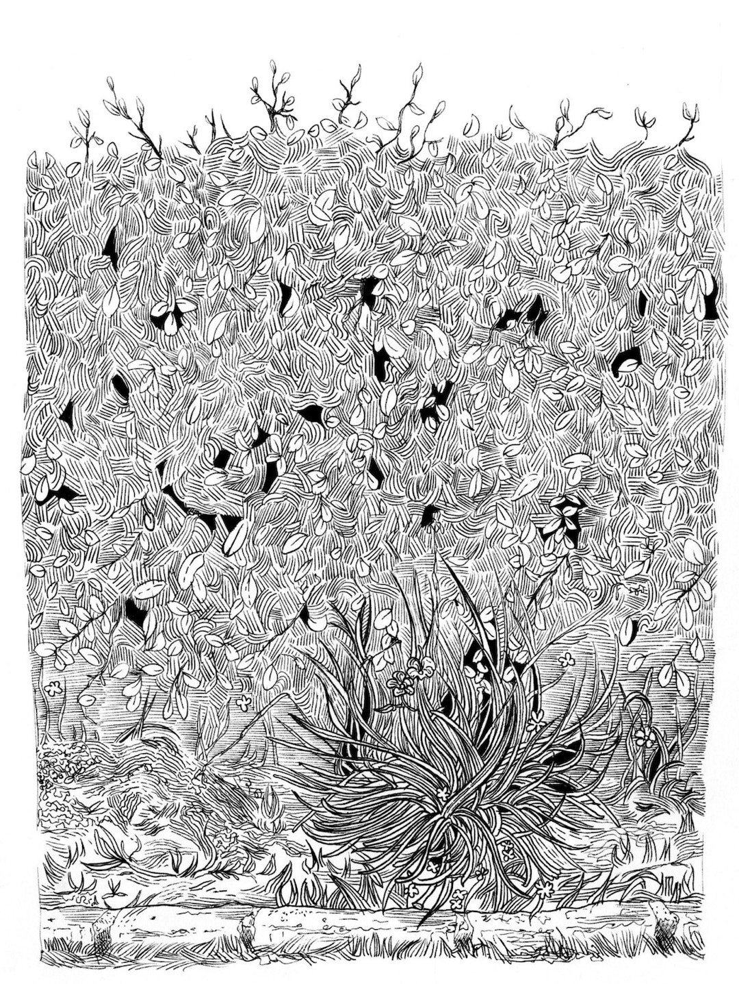 Garden Pen and Ink Art Print - Etsy