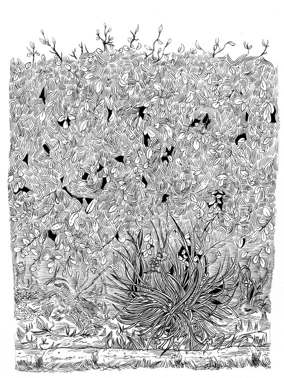 Garden Pen and Ink Art Print | Etsy